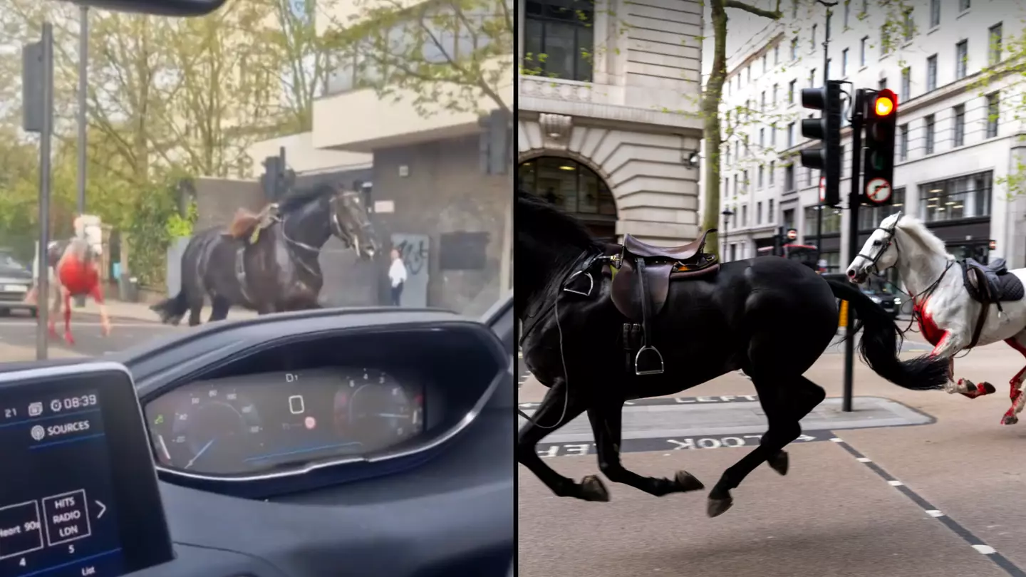 Two horses filmed running through streets of London as one is covered ...